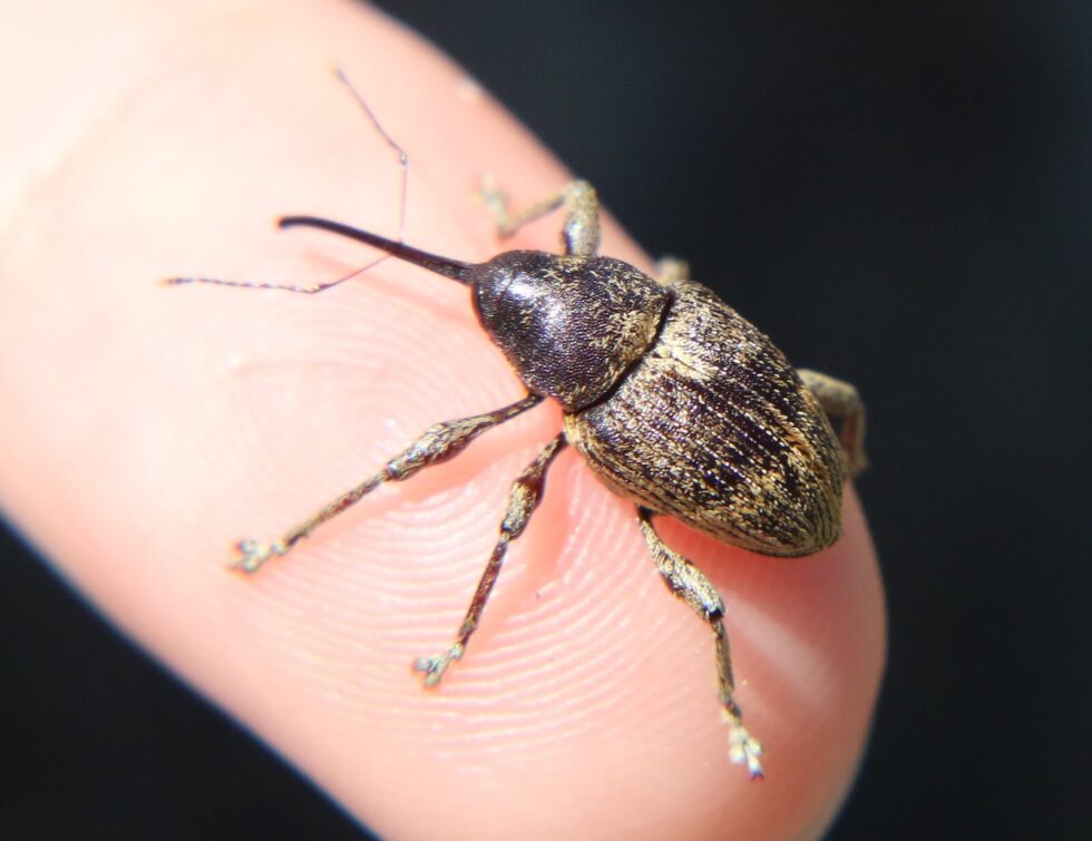 ゾウムシの種類・図鑑（見分け・識別・区別などに） ｜スモールズー