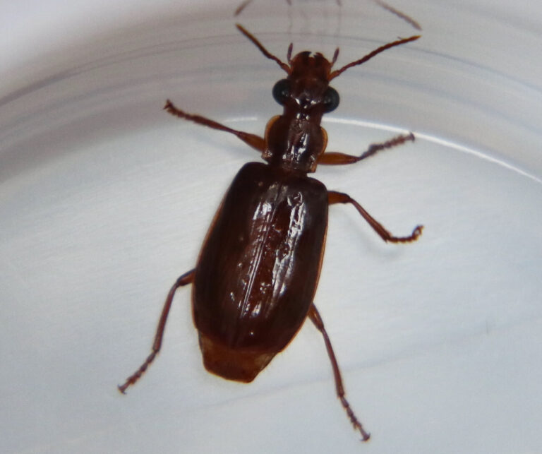 ゴミムシ・オサムシ図鑑|スモールズー（生き物Web図鑑）