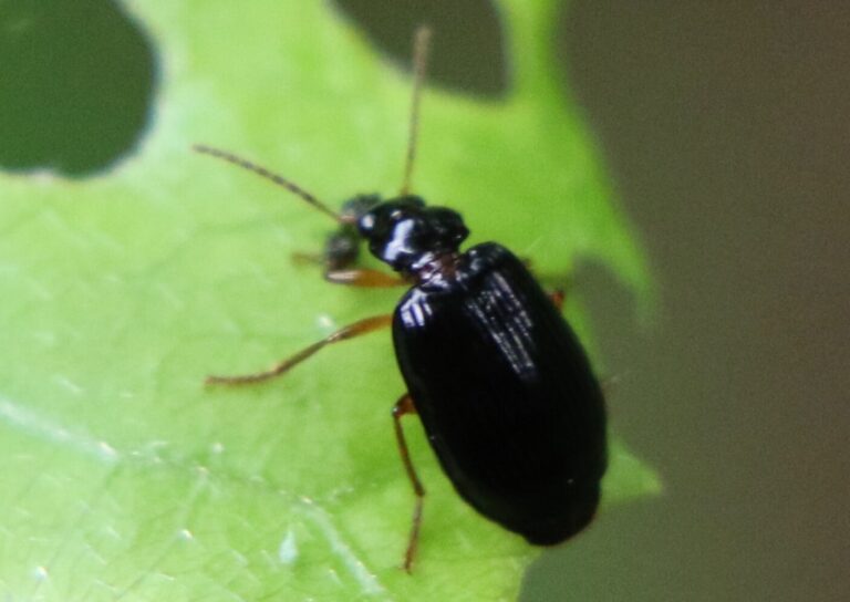 ゴミムシ・オサムシ図鑑