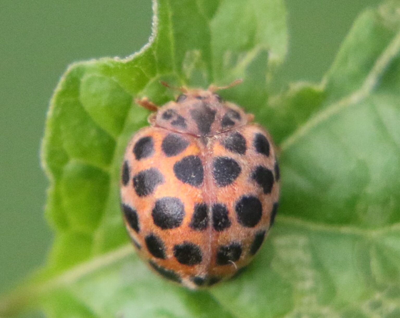 害虫のテントウムシの種類、見分け方。益虫テントウの見分け方。害虫てんとう虫の駆除方法 