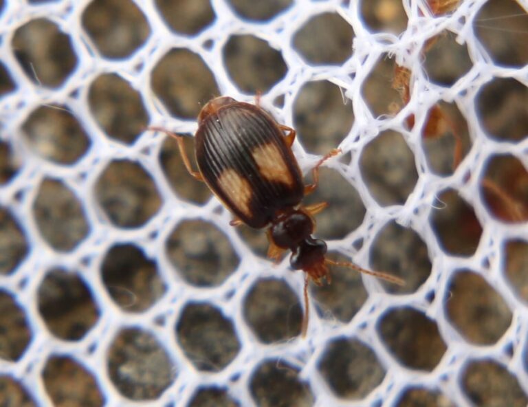 ゴミムシ・オサムシ図鑑|スモールズー（生き物Web図鑑）