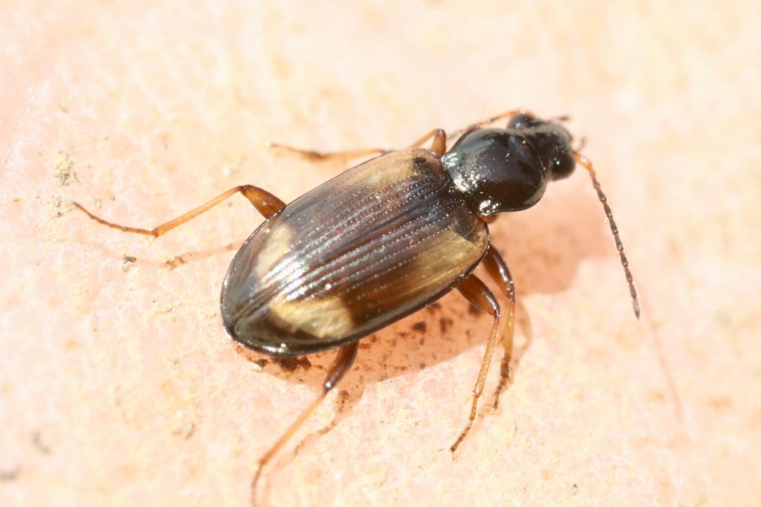 ゴミムシ・オサムシ図鑑