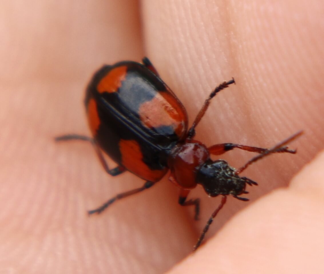 ゴミムシ・オサムシ図鑑