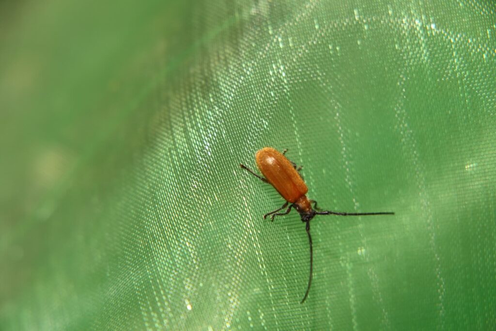 キイロアラゲカミキリ|スモールズー（生き物Web図鑑）