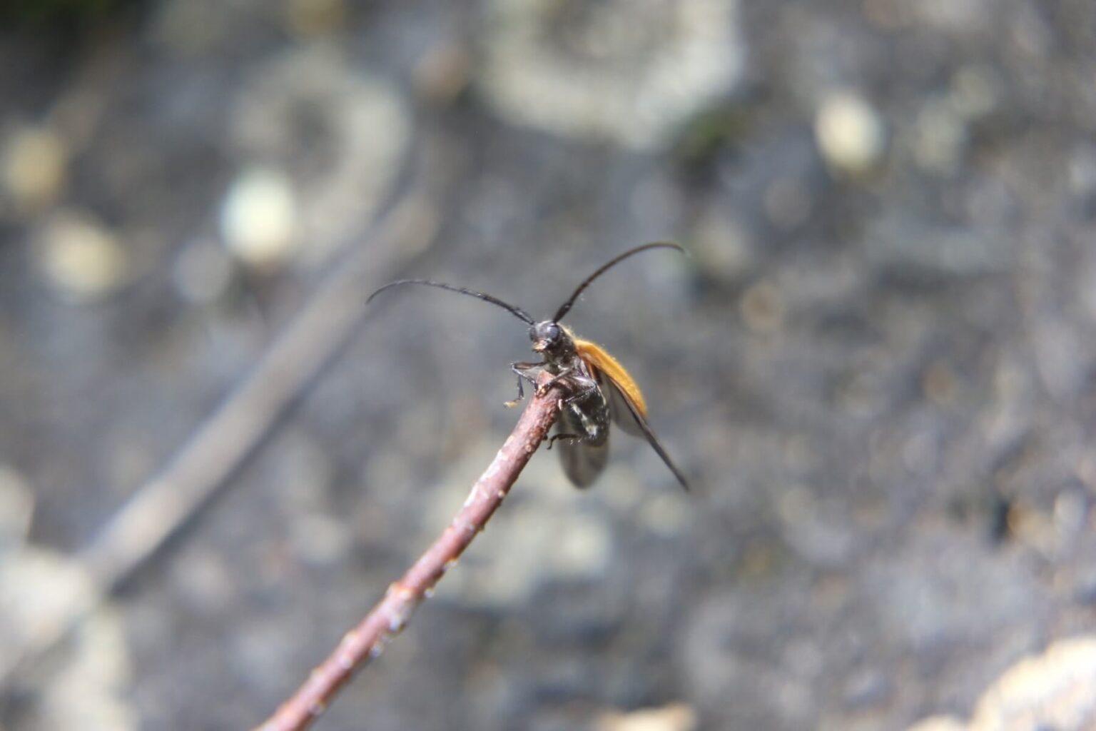 キイロアラゲカミキリ|スモールズー（生き物Web図鑑）