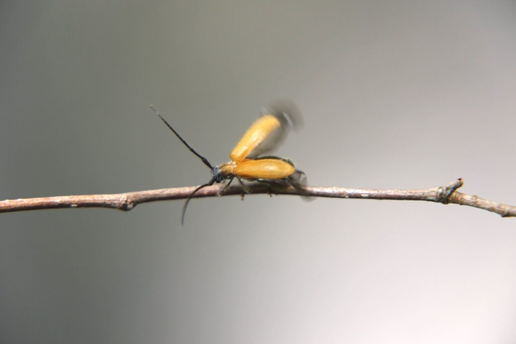 キイロアラゲカミキリ|スモールズー（生き物Web図鑑）