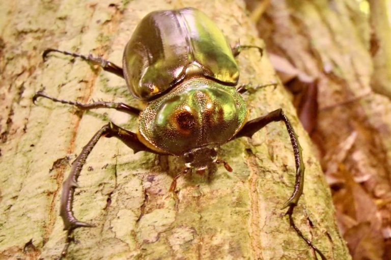 クワガタ・カブトシムの種類・図鑑 | スモールズー