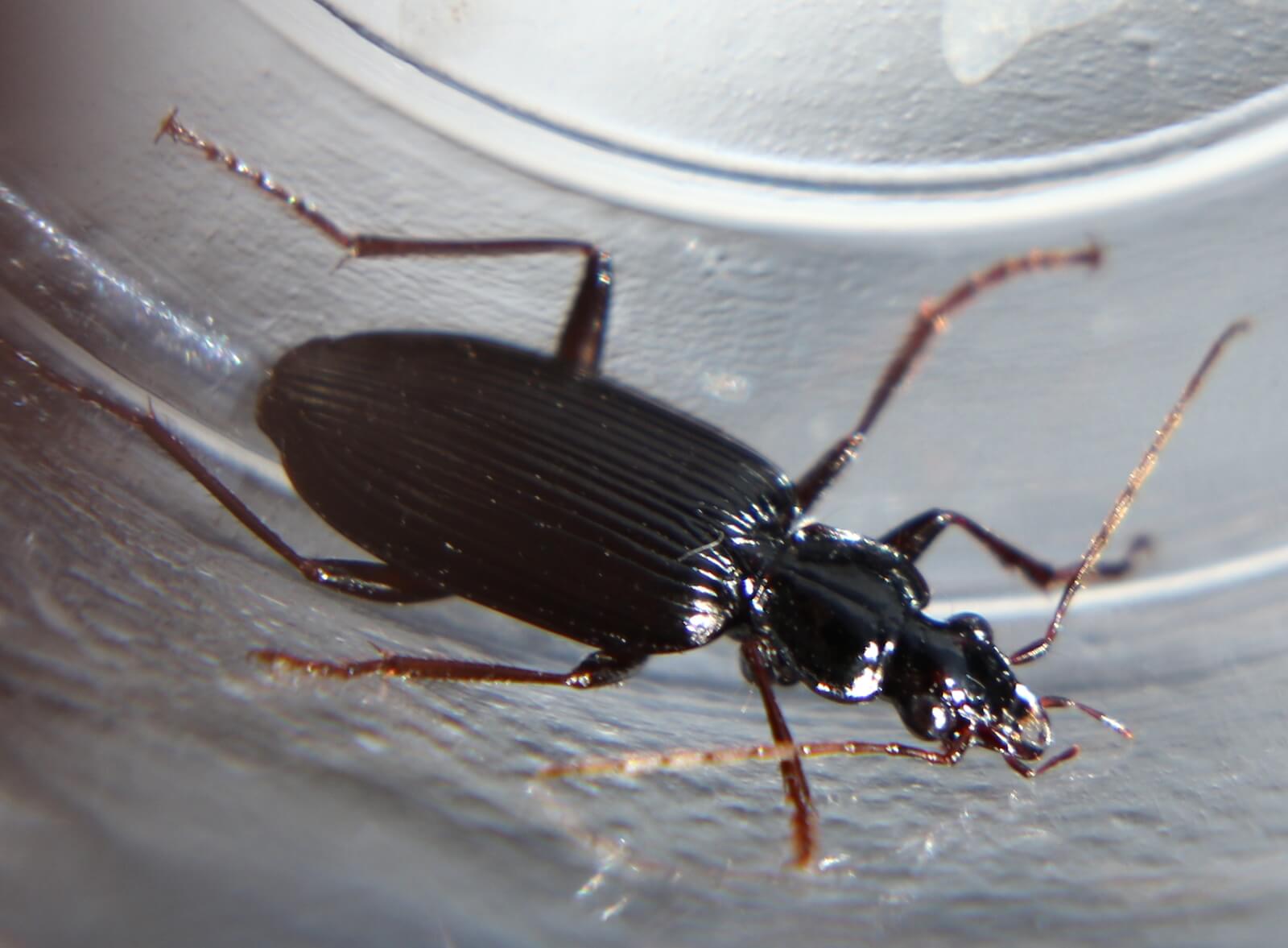 ゴミムシ・オサムシ図鑑|スモールズー（生き物Web図鑑）