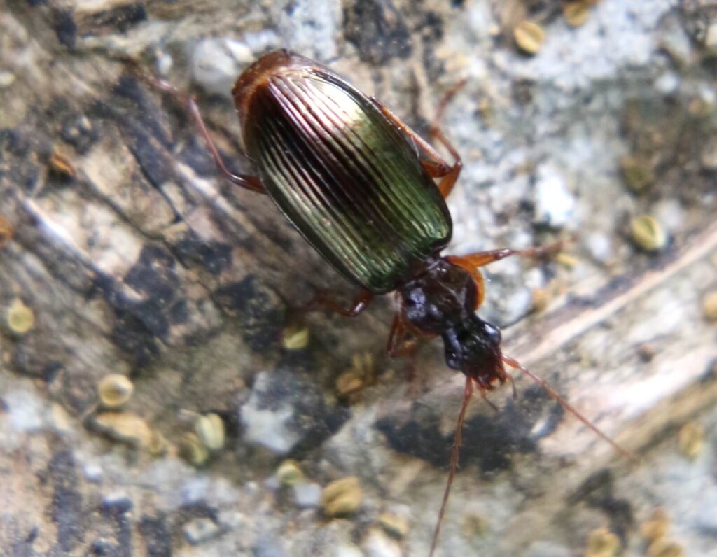 ミイデラゴミムシ〜100℃の高温ガスを噴射する ｜スモールズー