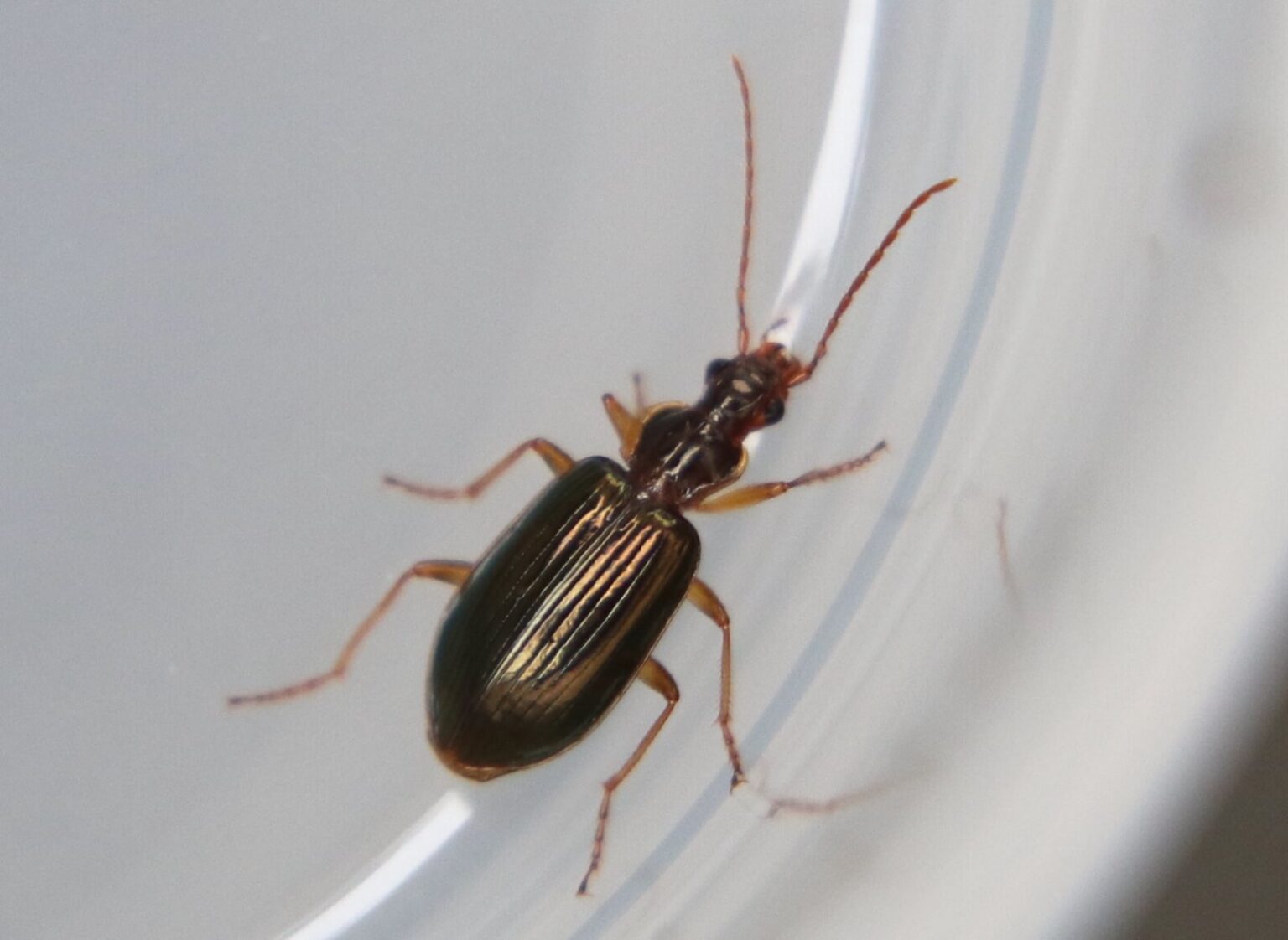 ゴミムシ・オサムシ図鑑|スモールズー（生き物Web図鑑）