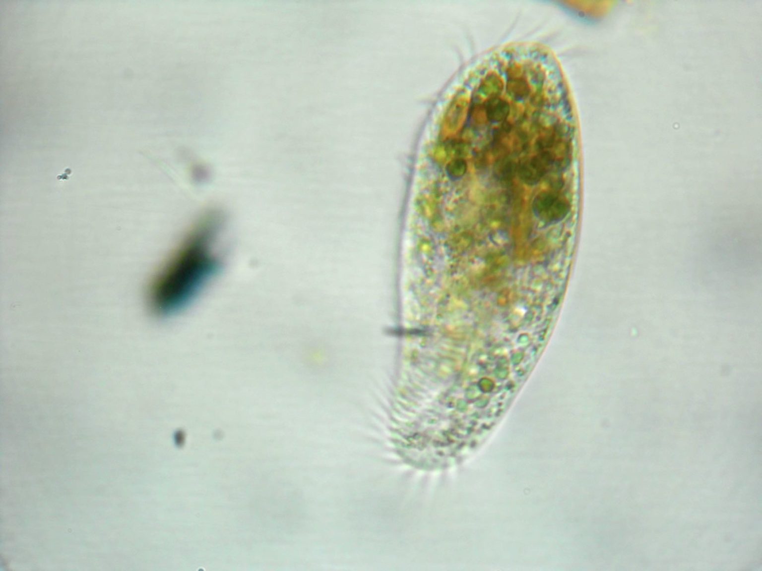 オキシトリカ属（Oxytricha）|スモールズー（生き物Web図鑑）