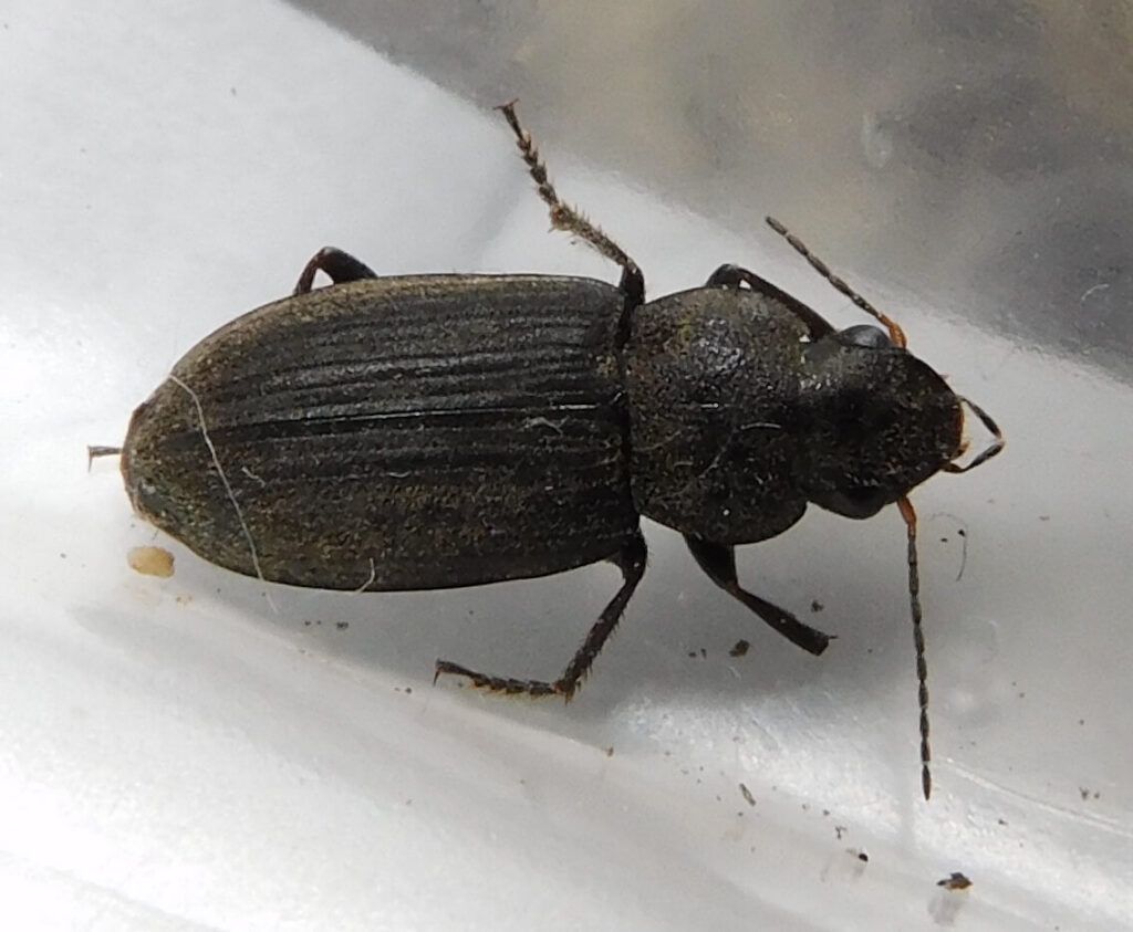 ミイデラゴミムシ〜100℃の高温ガスを噴射する ｜スモールズー