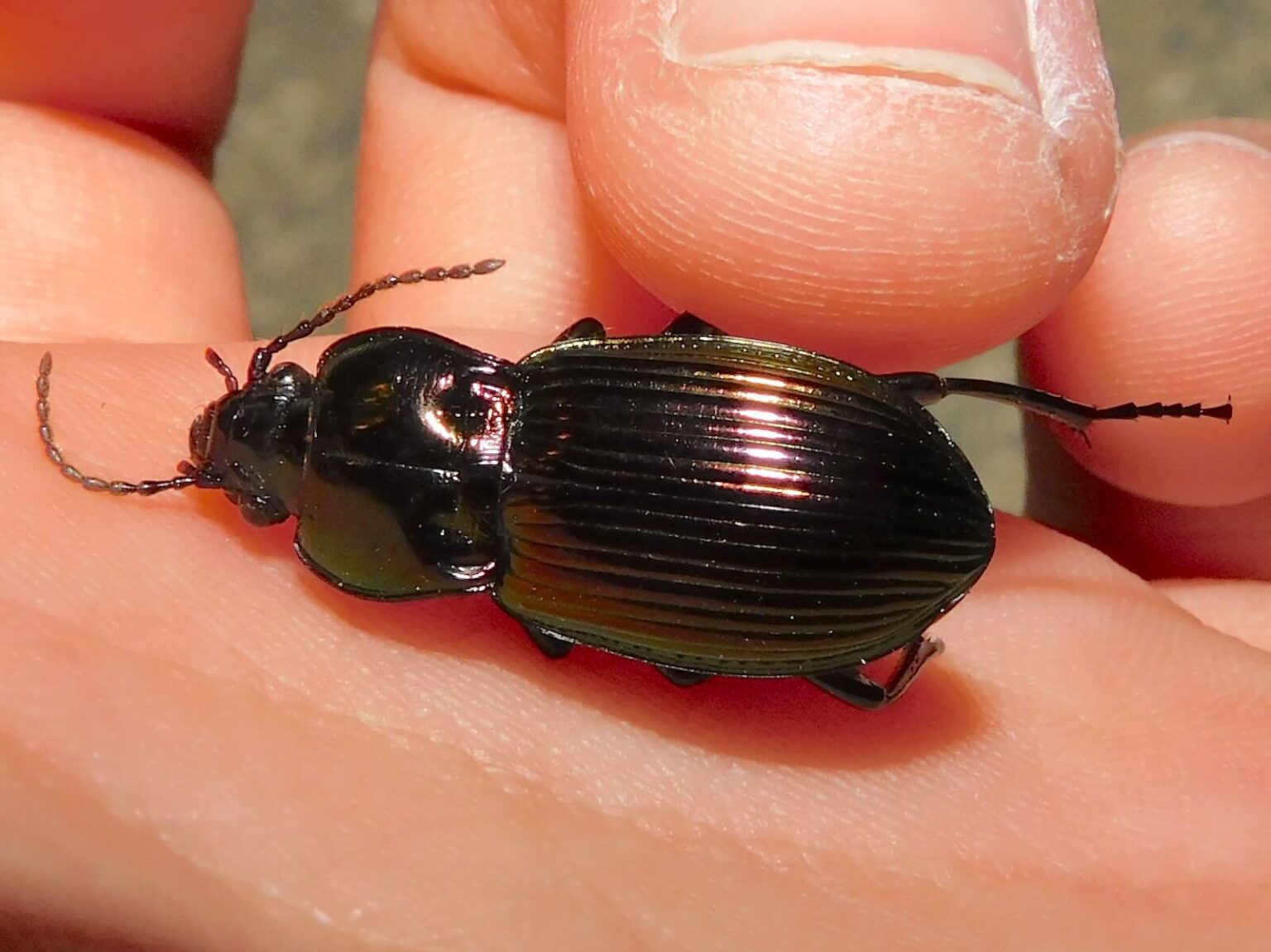 アカガネオオゴミムシ