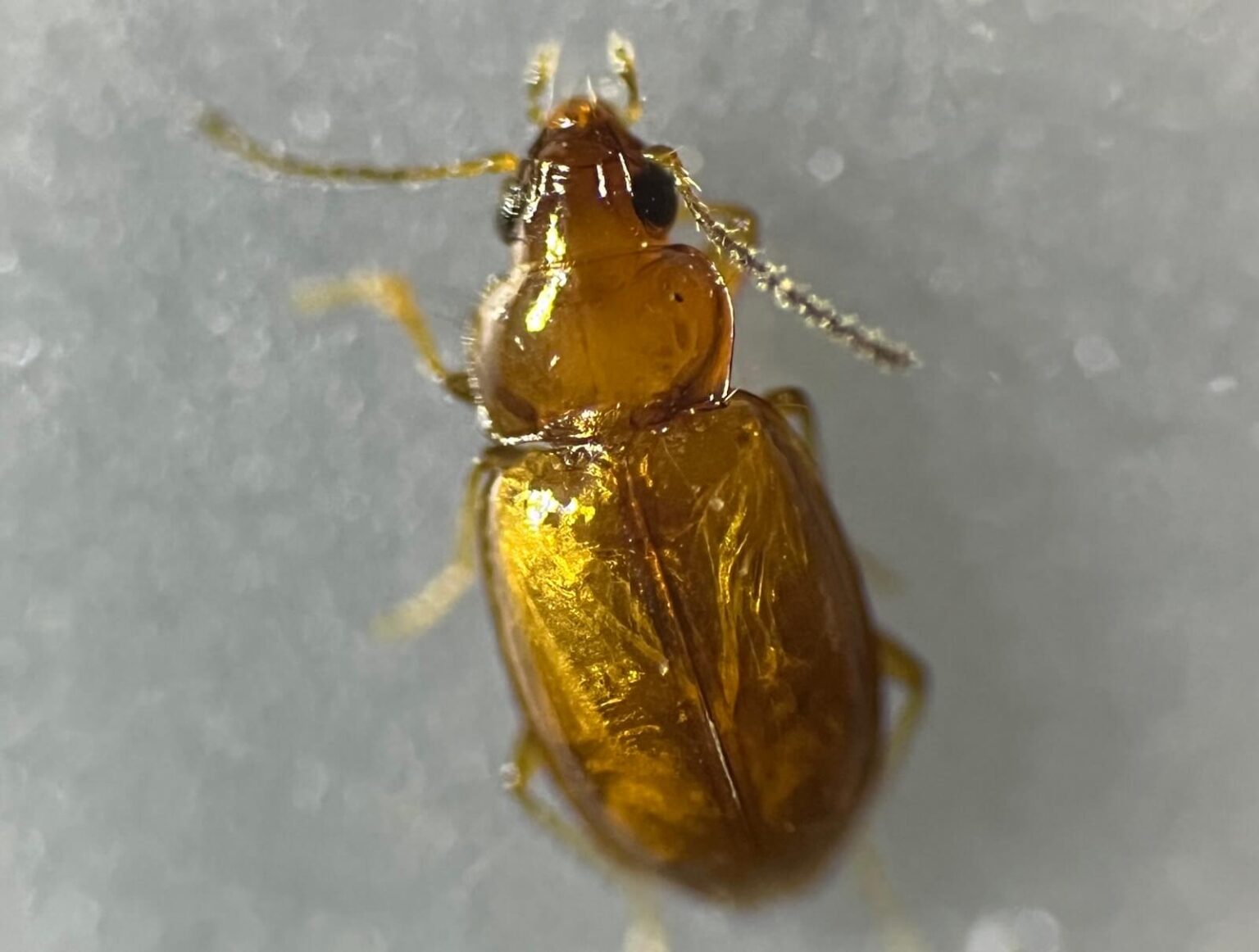 ミイデラゴミムシ〜100℃の高温ガスを噴射する ｜スモールズー