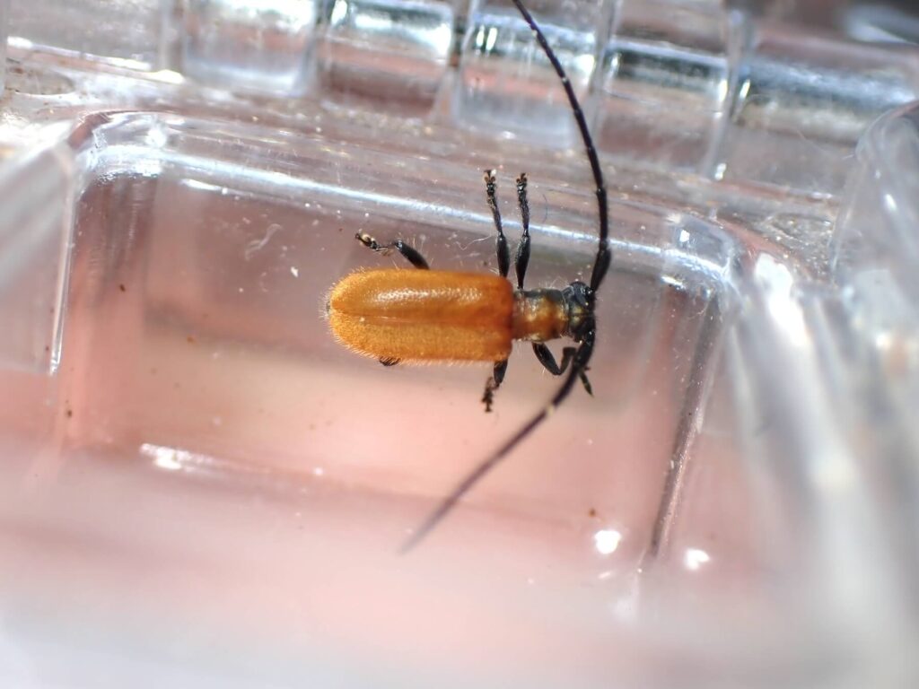 キイロアラゲカミキリ|スモールズー（生き物Web図鑑）