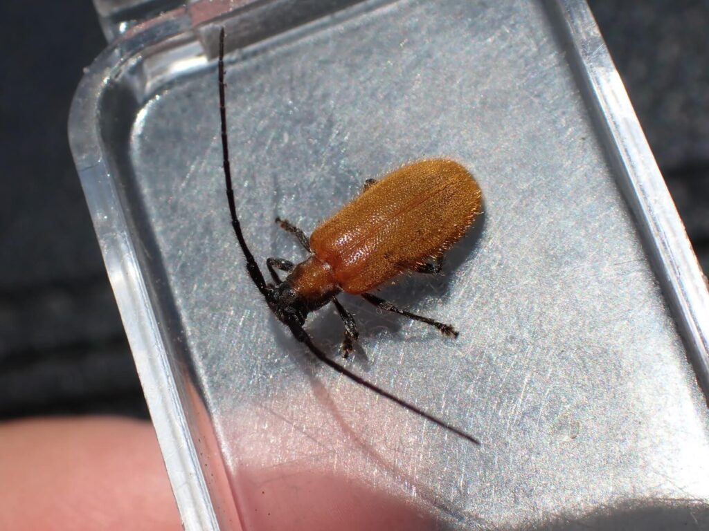 キイロアラゲカミキリ|スモールズー（生き物Web図鑑）