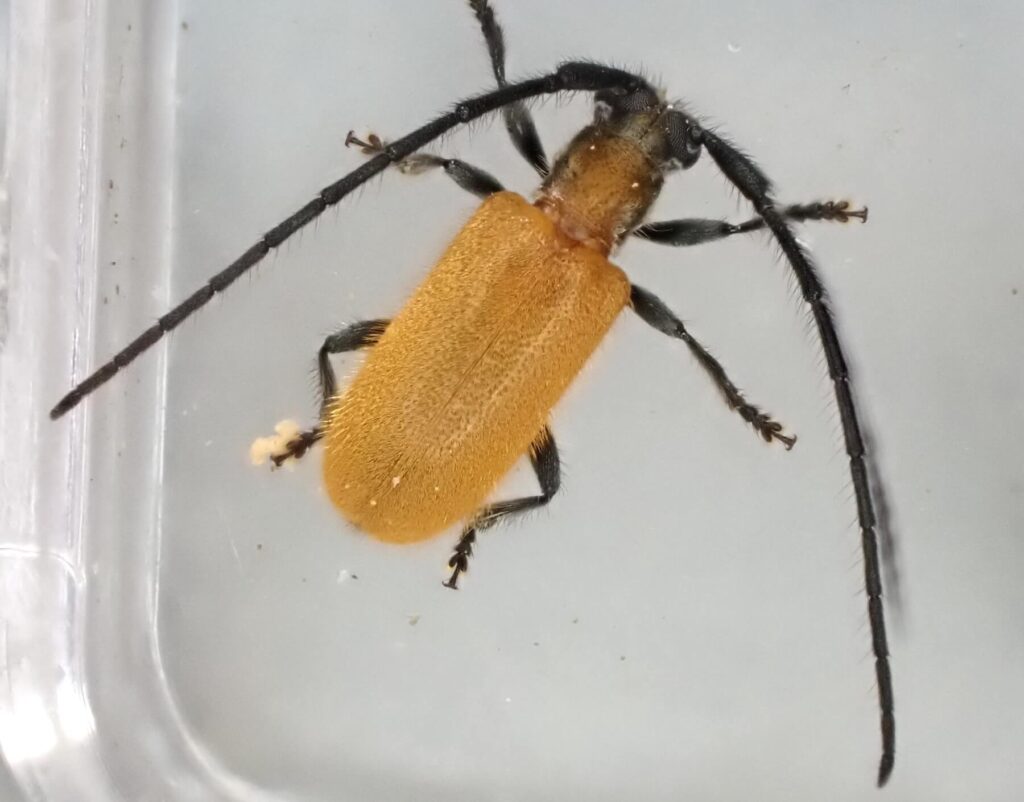 キイロアラゲカミキリ|スモールズー（生き物Web図鑑）