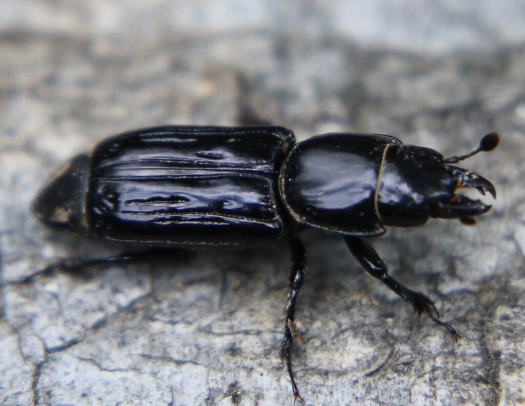 エンマムシモドキ